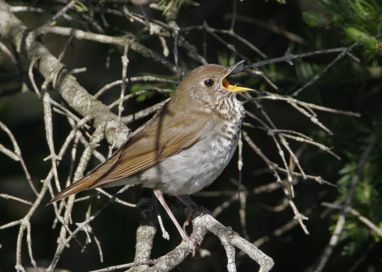 Swainson’s Thrush | State of the Mountain Birds